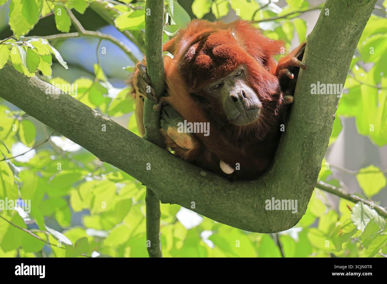 Venezuelan red howler (Alouatta seniculus), adult, on tree, alert ...