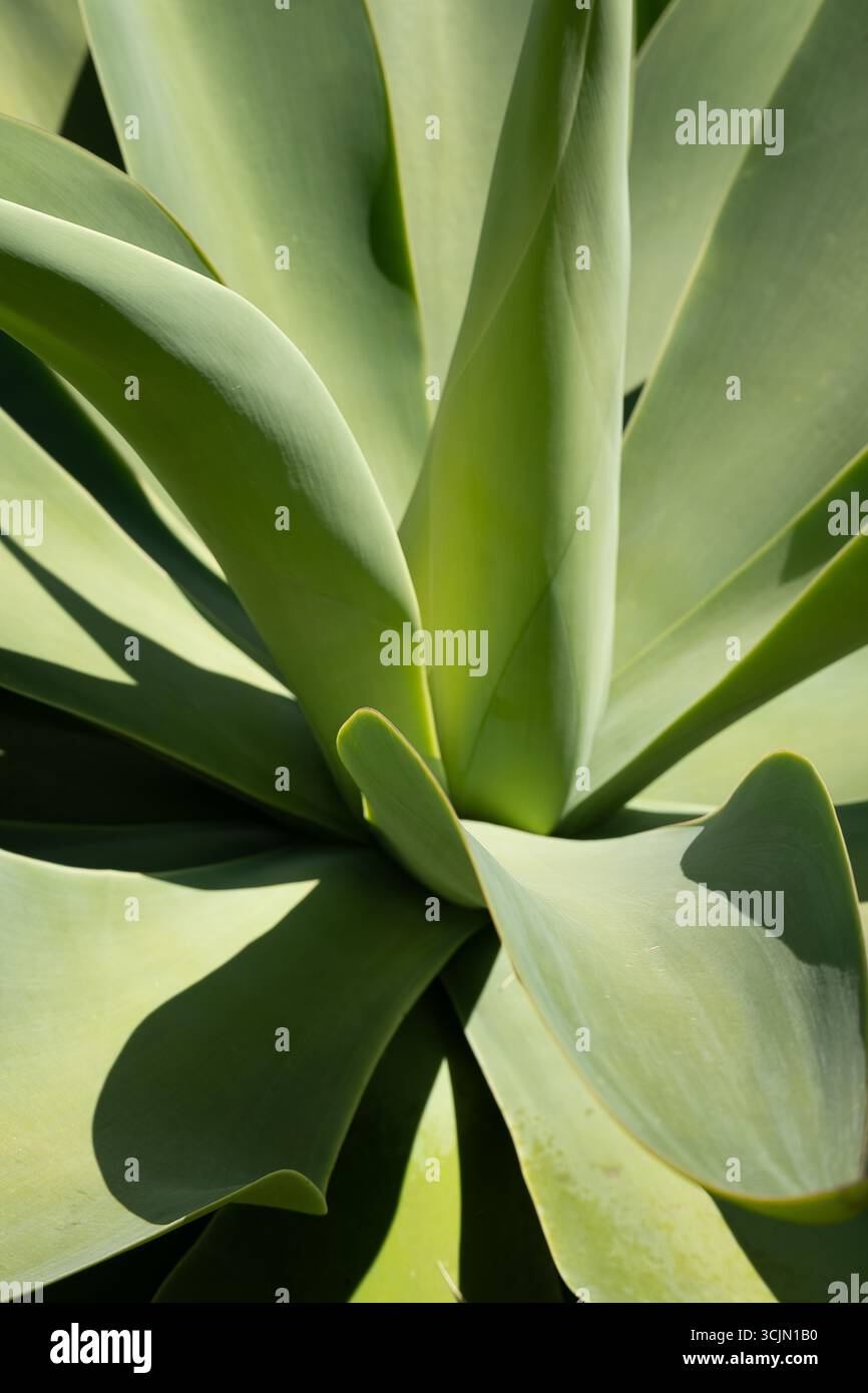 Agave rosette hi-res stock photography and images - Alamy
