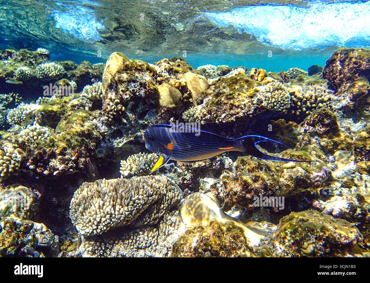 Sohal surgeonfish with vivid blue stripes and orange markings swimming ...