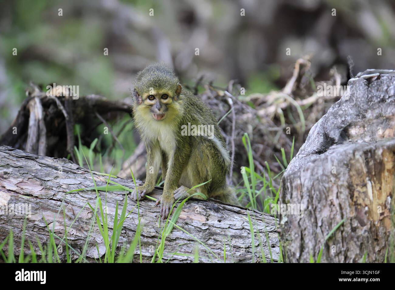 Gabon talapoin (Miopithecus ogouensis), adult, alert, on tree trunk ...