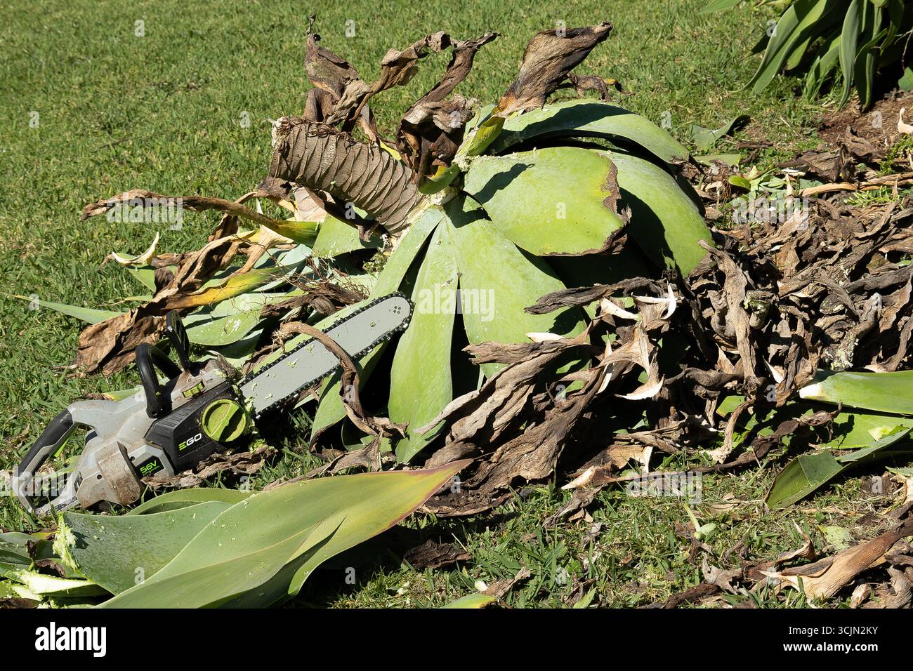 Chain-saw and remains of removed branch of overgrown Soft-leaved Agave ...
