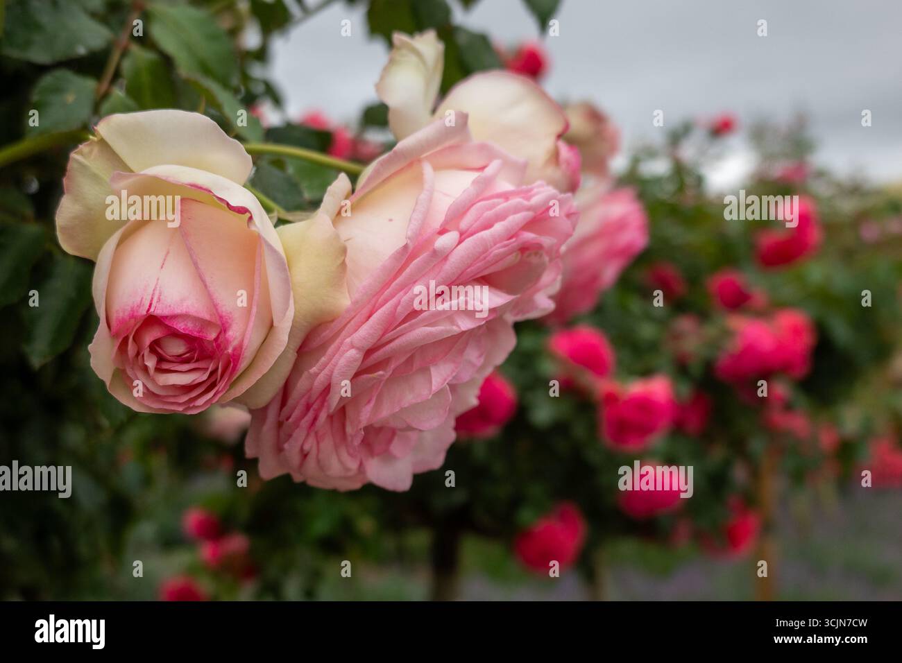 Close-up of ibrant pink and white roses in full bloom, surrounded by ...