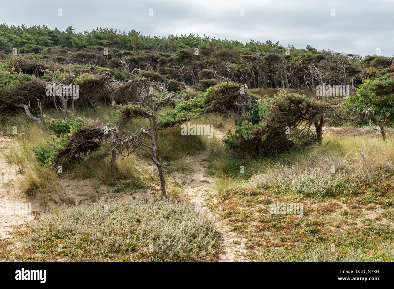 Sand dunes and pine trees at Formby Point, Merseyside, Northwest ...