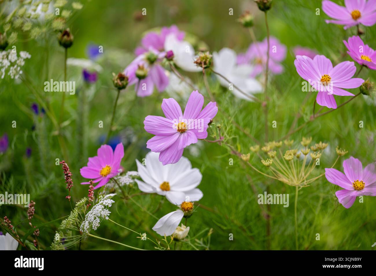 Soft focus beautiful cosmos hi-res stock photography and images - Alamy