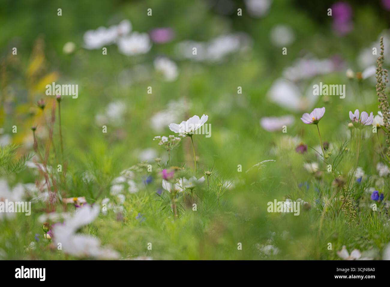 Soft focus beautiful cosmos hi-res stock photography and images - Alamy