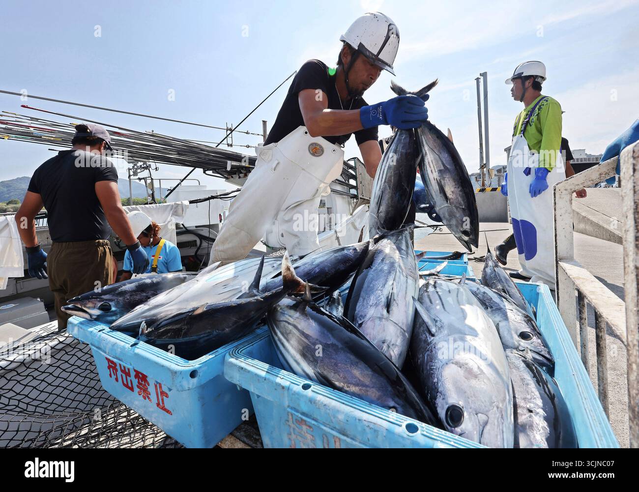 Fishermen unload "returned bonito," known as "Modori Gatsuo (Katsuo ...