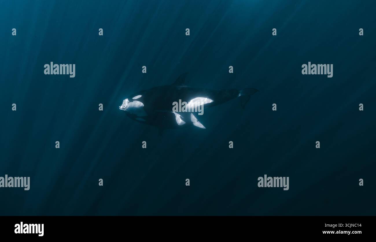 Swims with whale shark mexico hi-res stock photography and images - Alamy