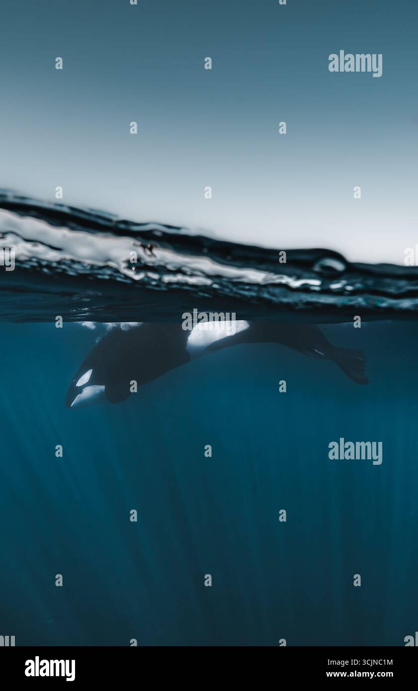 View of an orca gracefully glides beneath the crystal-clear surface, a ...