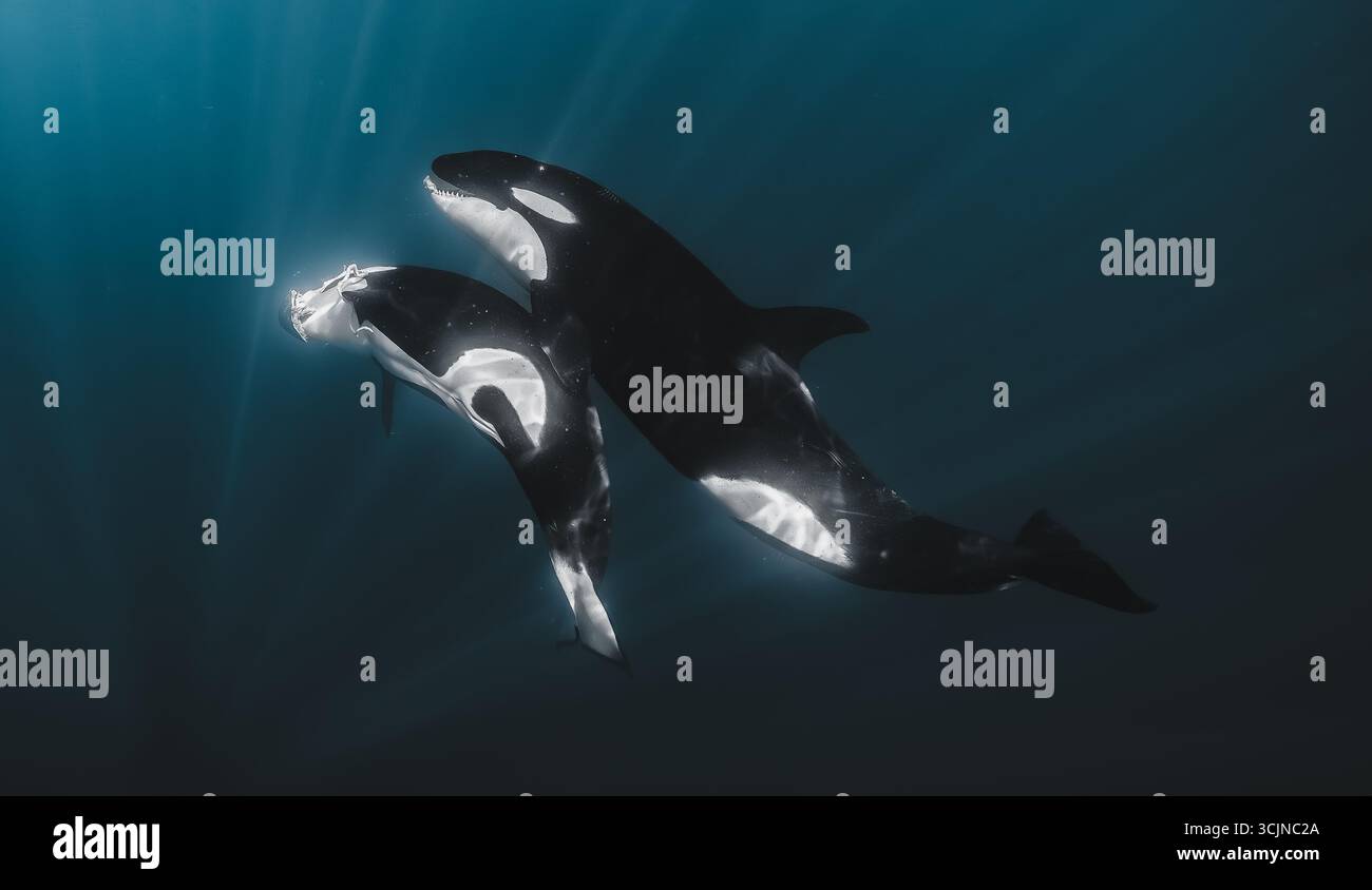 View of a playful dance of orcas, their sleek black and white bodies ...
