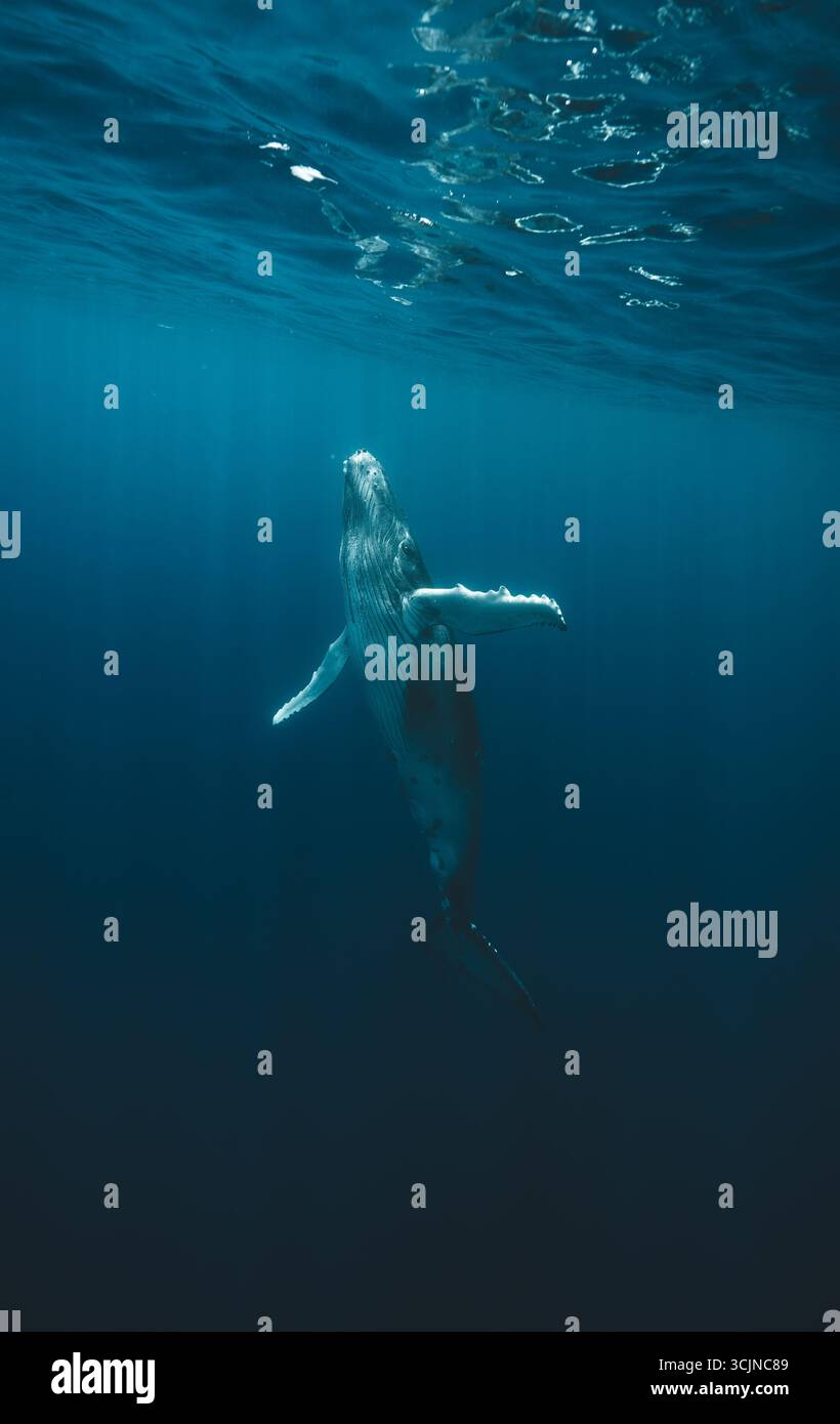 View of a majestic humpback whale glides through the deep blue ocean ...
