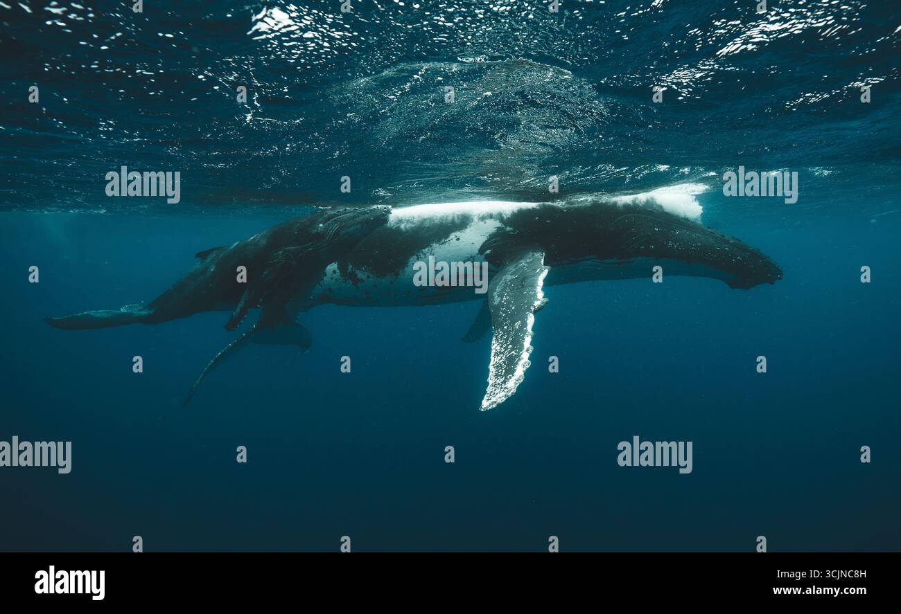 View of a humpback whale swimming in the deep, dark blue ocean waters ...