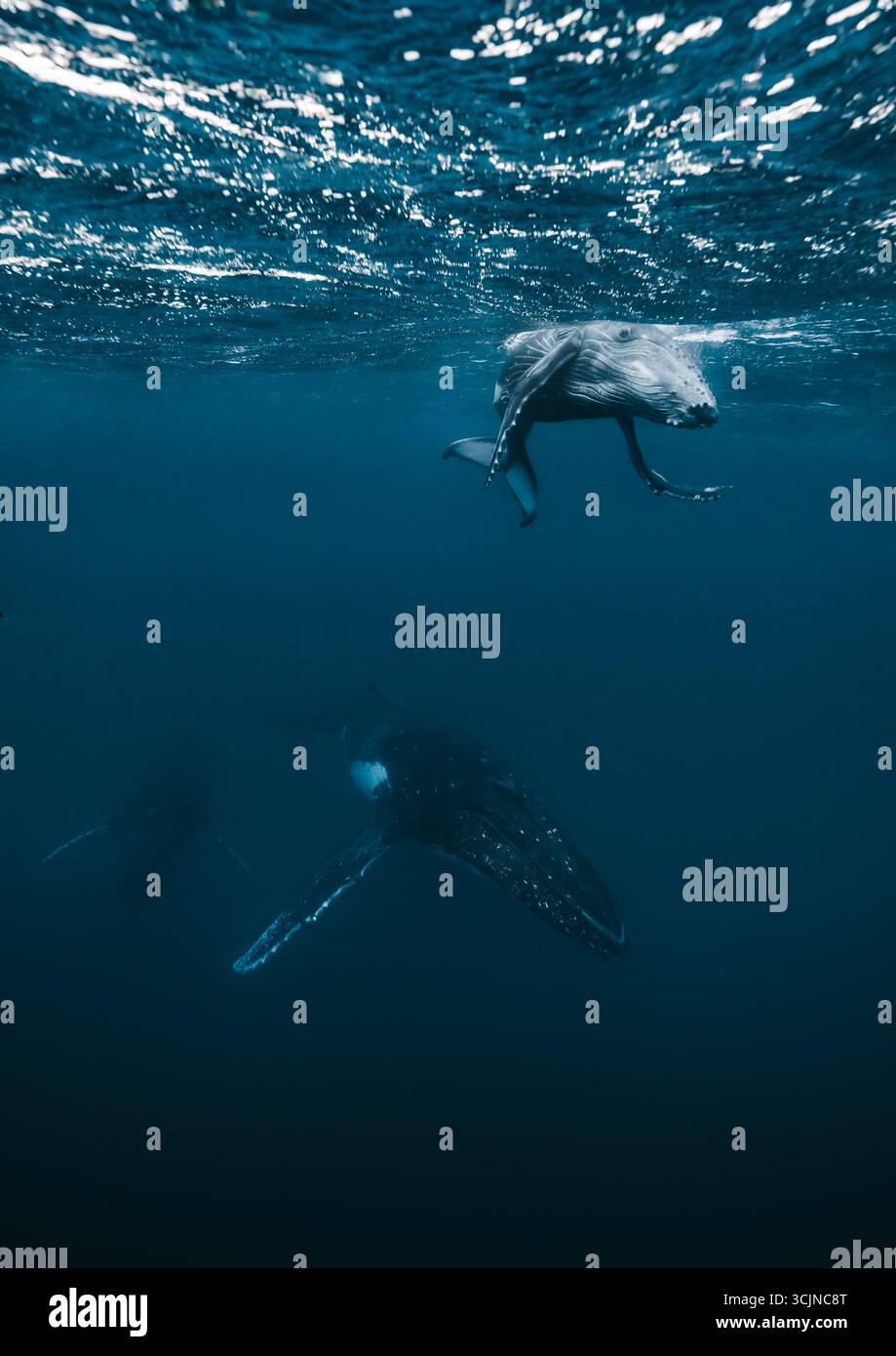 View of two humpback whales swim in the deep blue ocean, the sunlight ...
