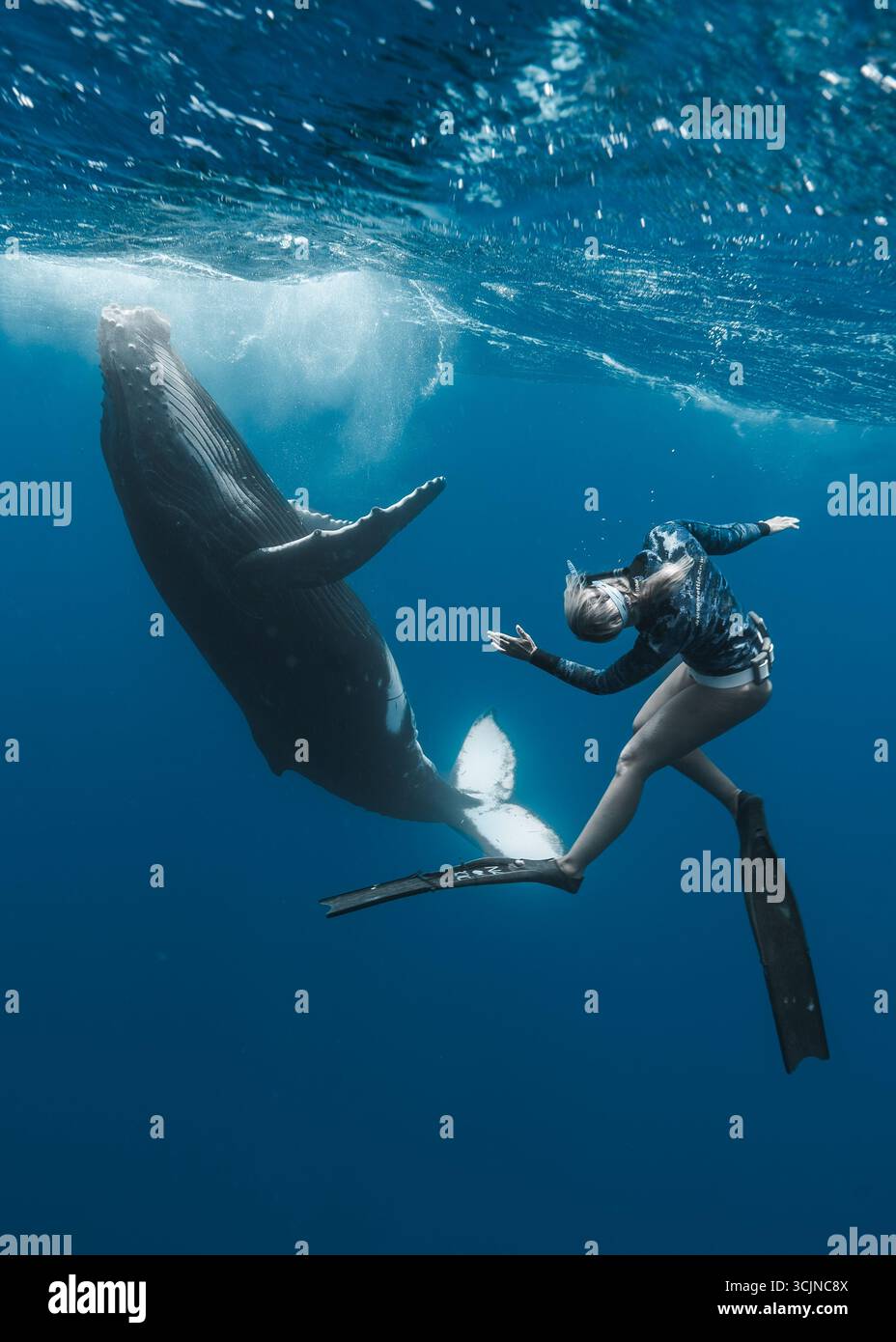 View of a diver gracefully swims alongside a majestic humpback whale in ...