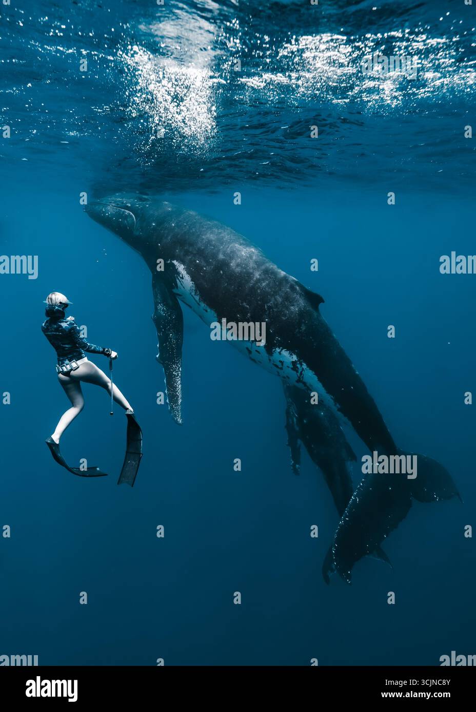 View of the awe-inspiring dance of a diver with a majestic whale under ...