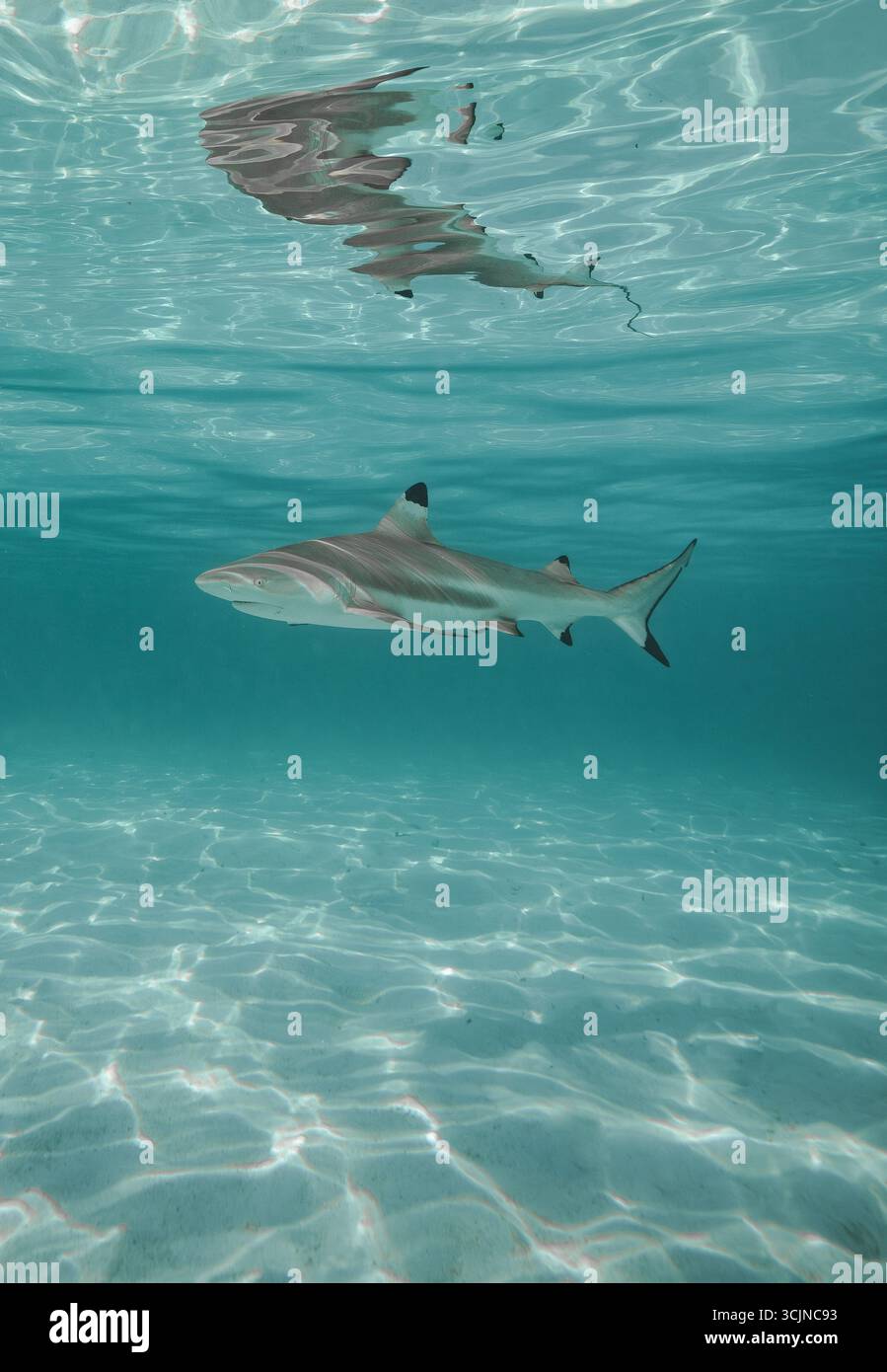 View of a blacktip reef shark gliding gracefully through the ...