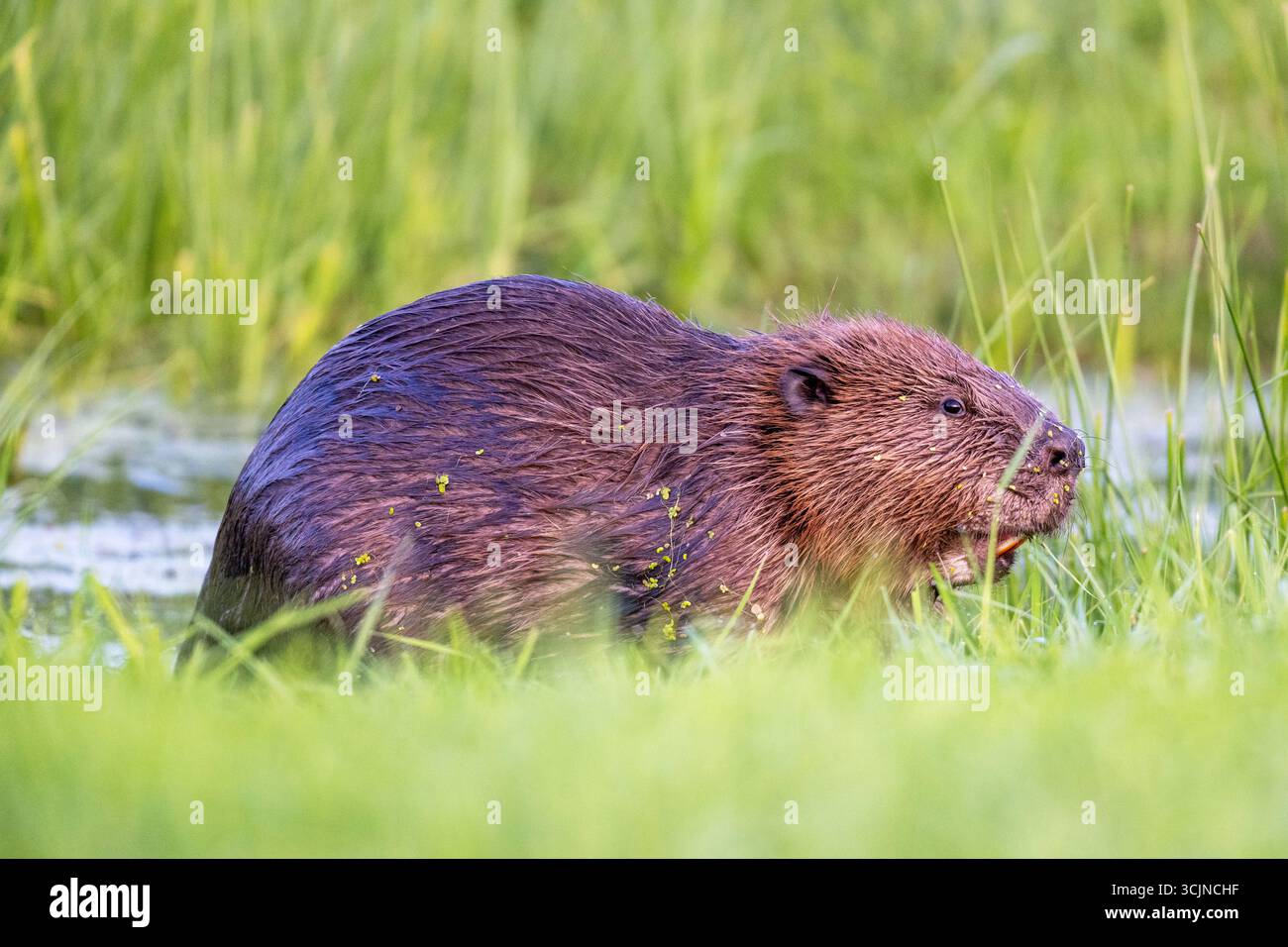 Biber Ein Biber sitzt auf einer Wiese und frisst Gras. Die streng ...