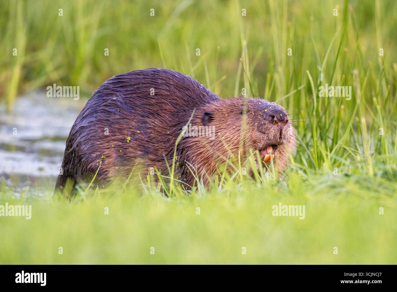 Biber Ein Biber sitzt auf einer Wiese und frisst Gras. Die streng ...