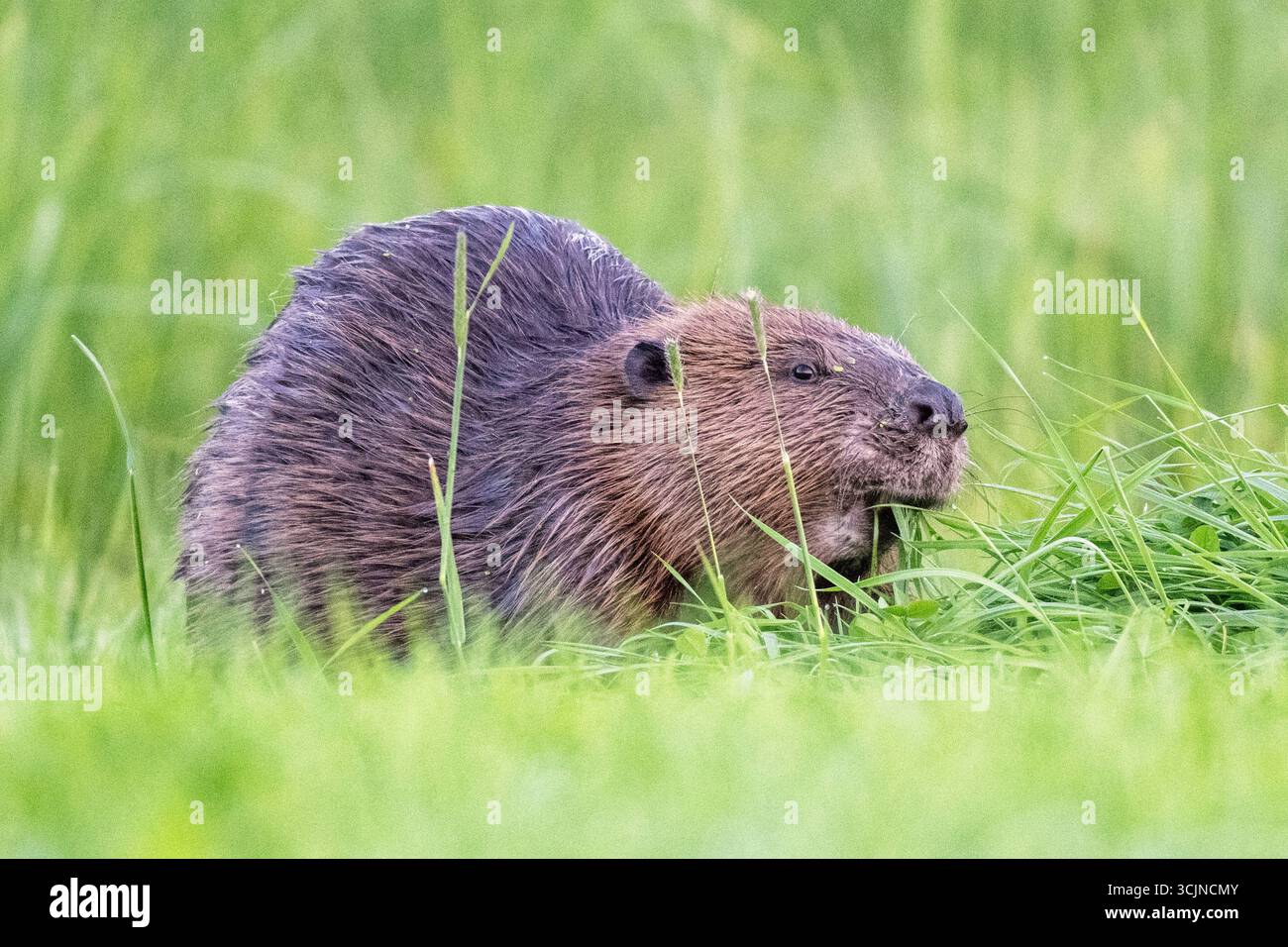 Biber Ein Biber sitzt auf einer Wiese und frisst Gras. Die streng ...