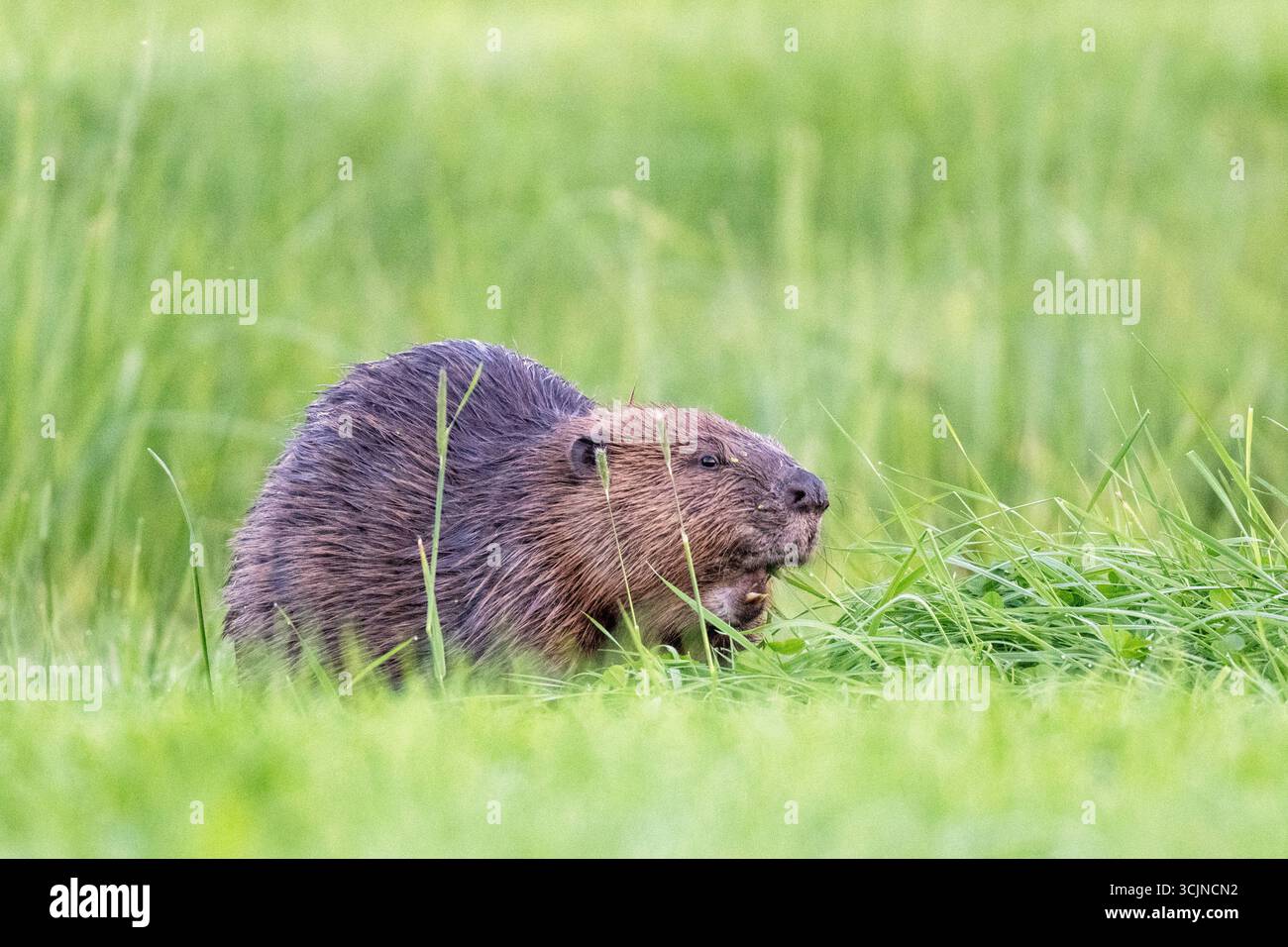 Biber Ein Biber sitzt auf einer Wiese und frisst Gras. Die streng ...