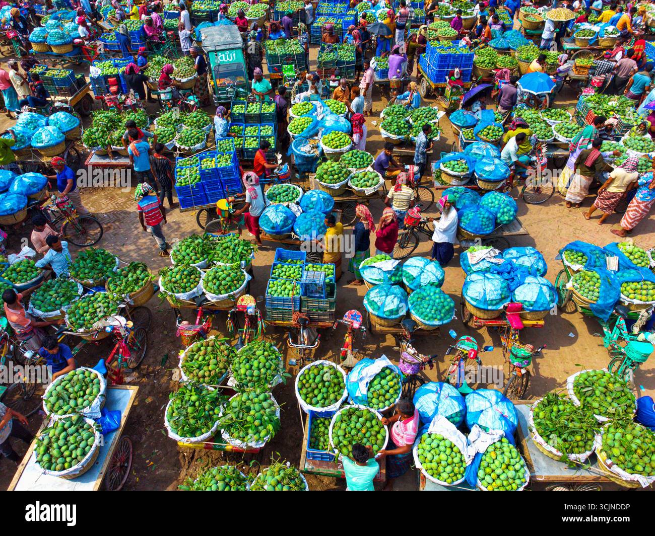 Chapai Nawabganj, Bangladesh - 13 June 2023: Aerial view of Mango ...