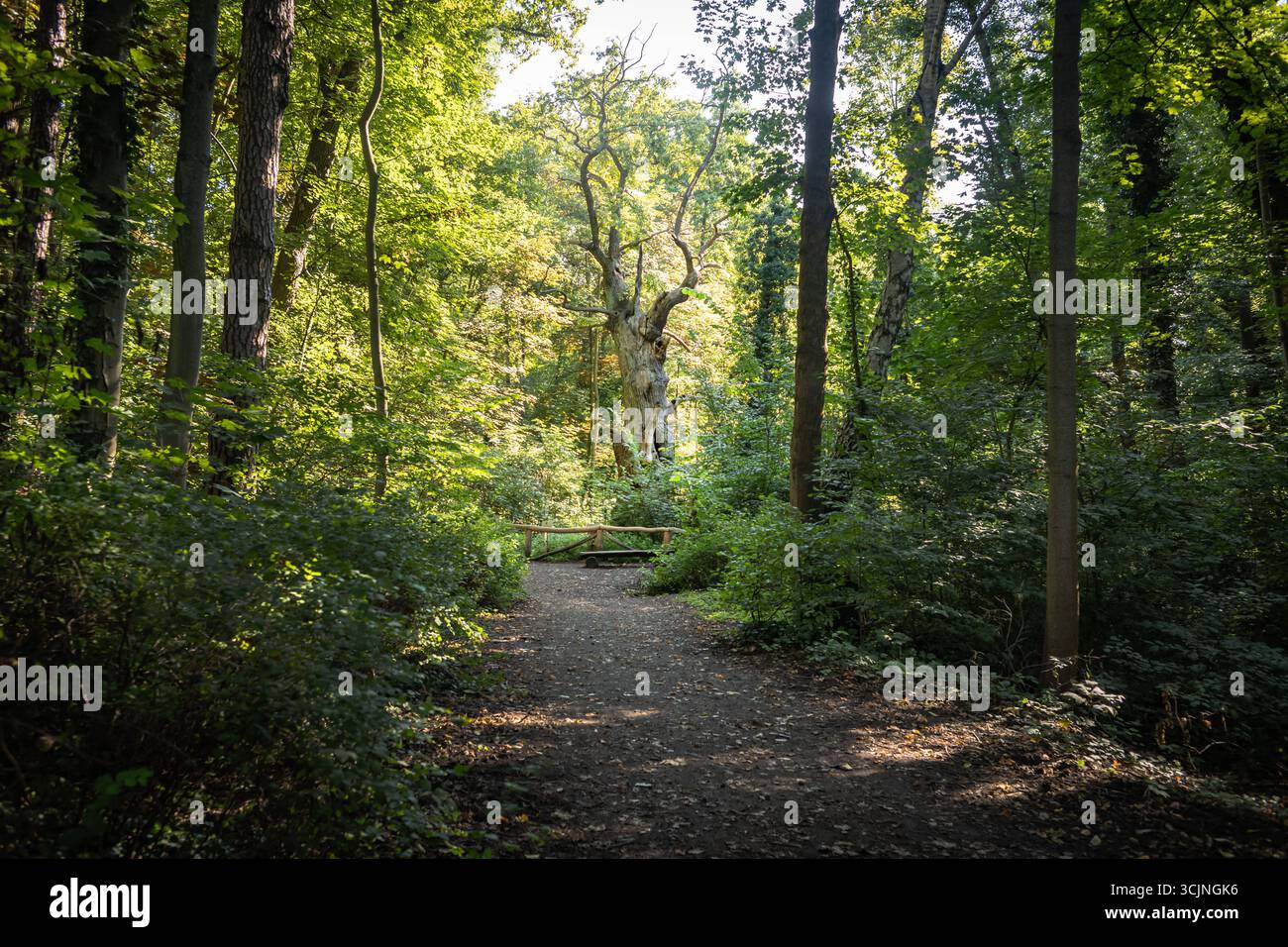 Berlin Reinickendorf OT Tegel Baum, die alte Eiche Dicke Marie am ...