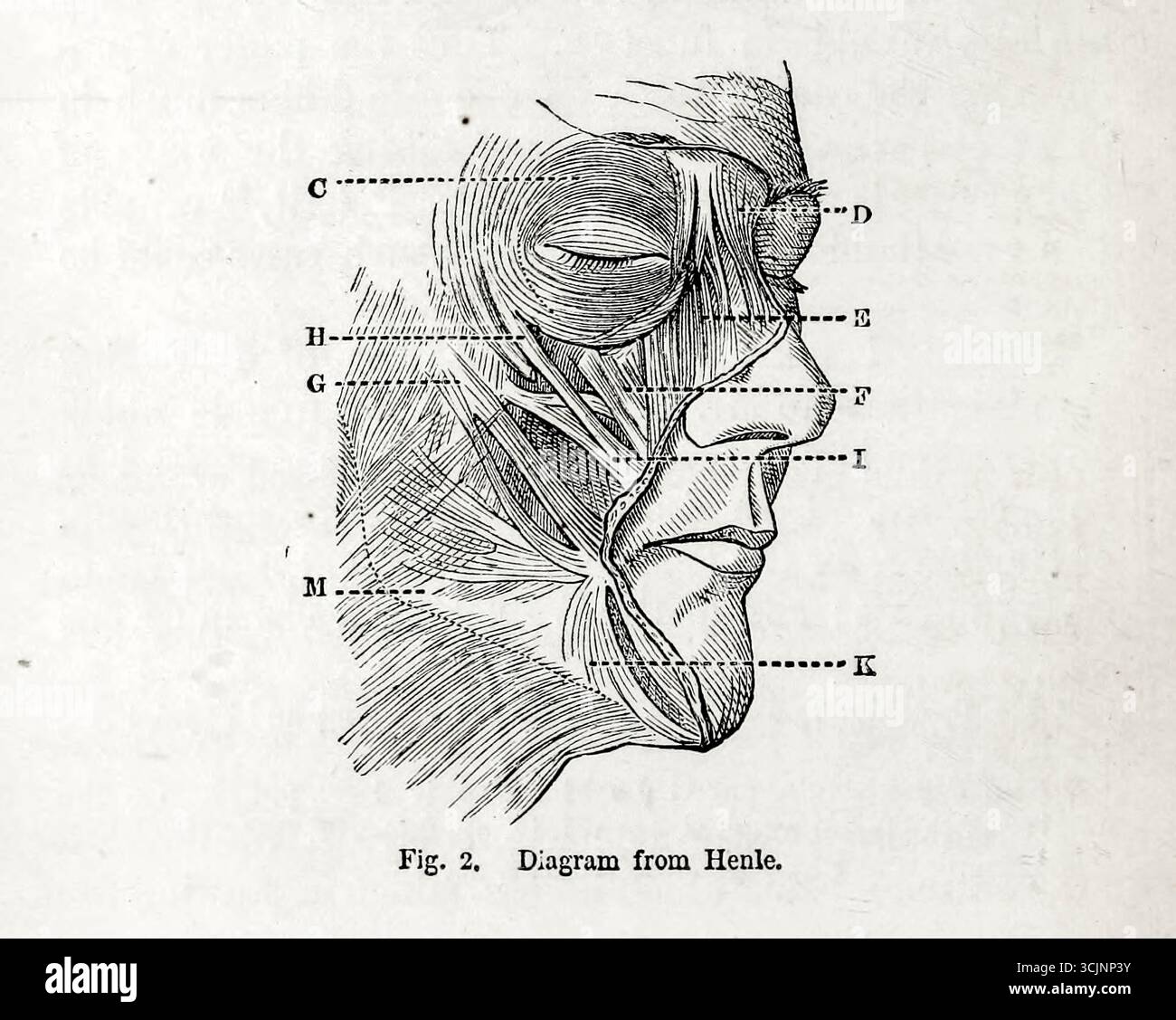 Diagram of the muscles of the face, from Henle. from the book ' The ...
