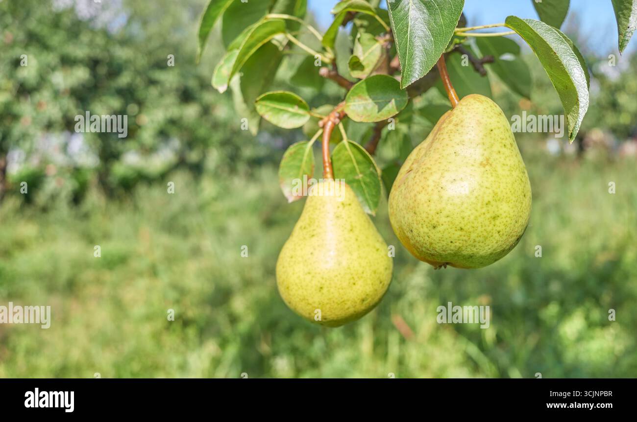 Organic ripe pears on hi-res stock photography and images - Alamy