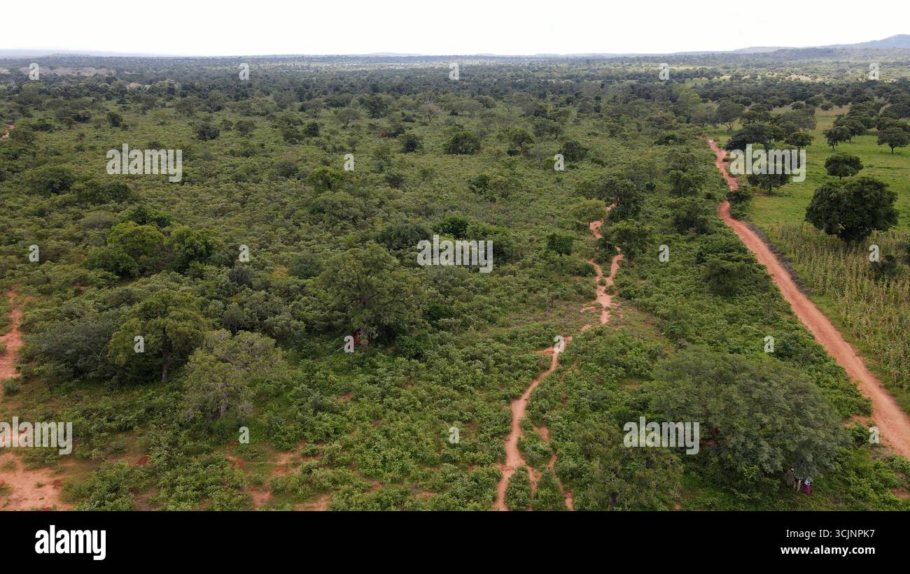 FILE - An aerial view of the Zamblara forest in Mali's Sikasso region ...