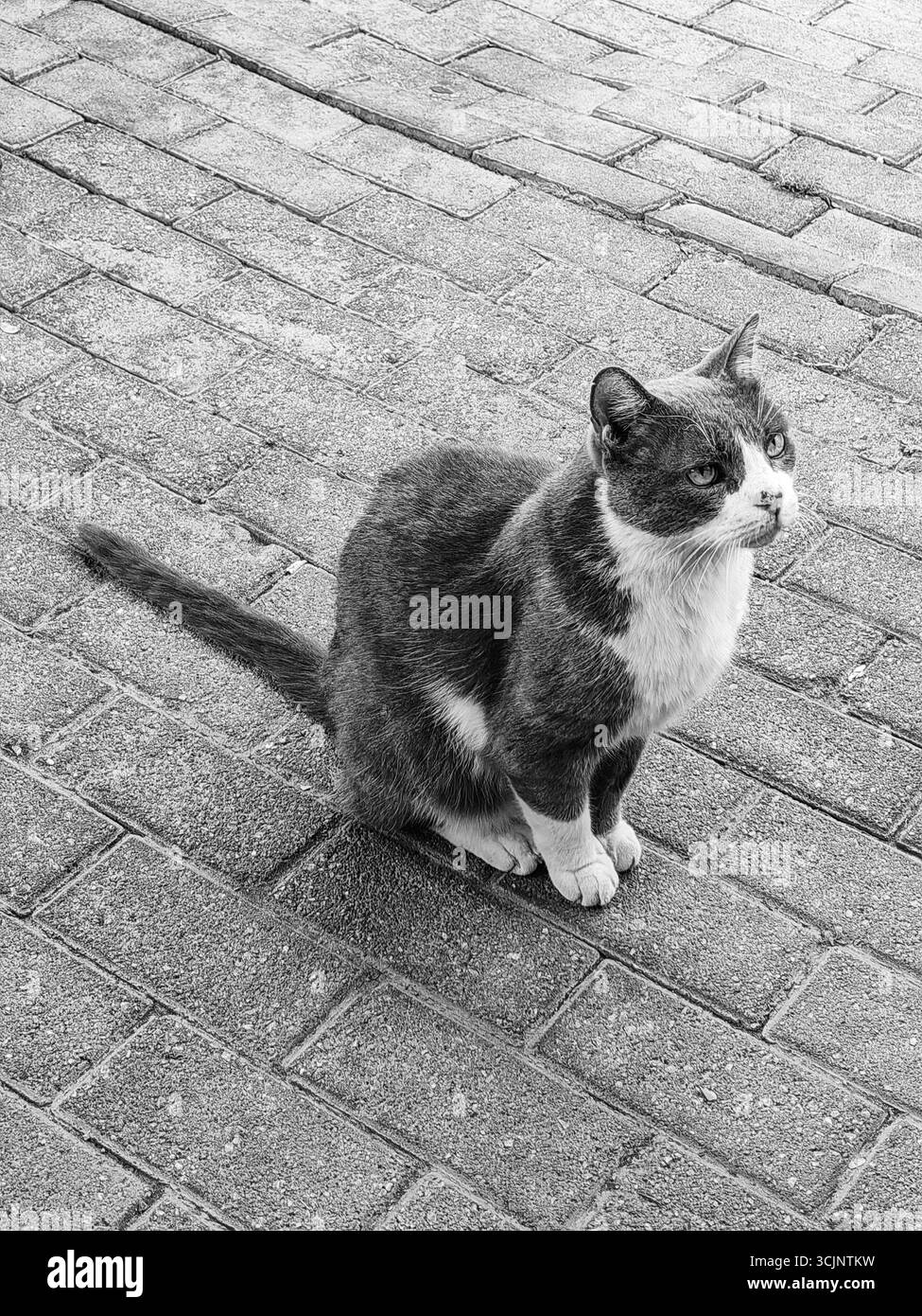 Gentle black white close Black and White Stock Photos & Images - Alamy
