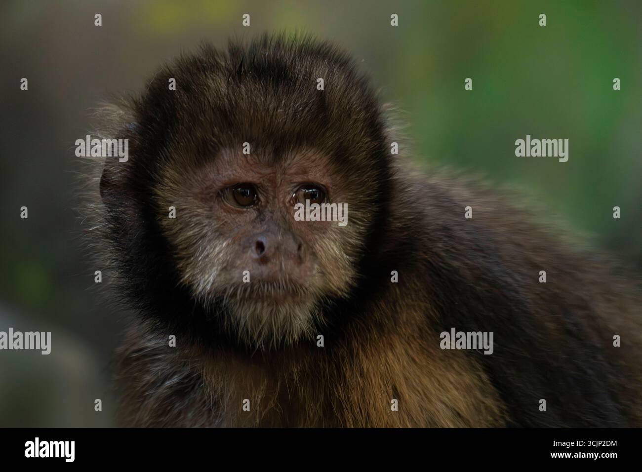 Ein Guyana-Bartsaki Chiropotes sagulatus im Affenhaus im Tierpark ...