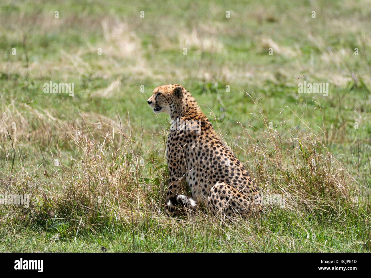 (250908) -- NAIROBI, Sept. 8, 2025 (Xinhua) -- A cheetah rests in the ...