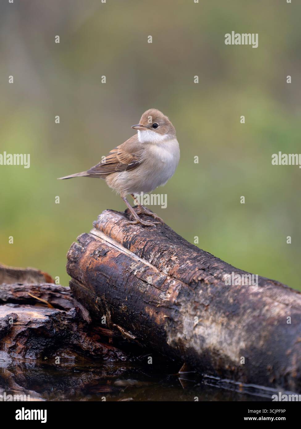 Common whitethroat, Curruca communis, Single bird by water, Serbia ...