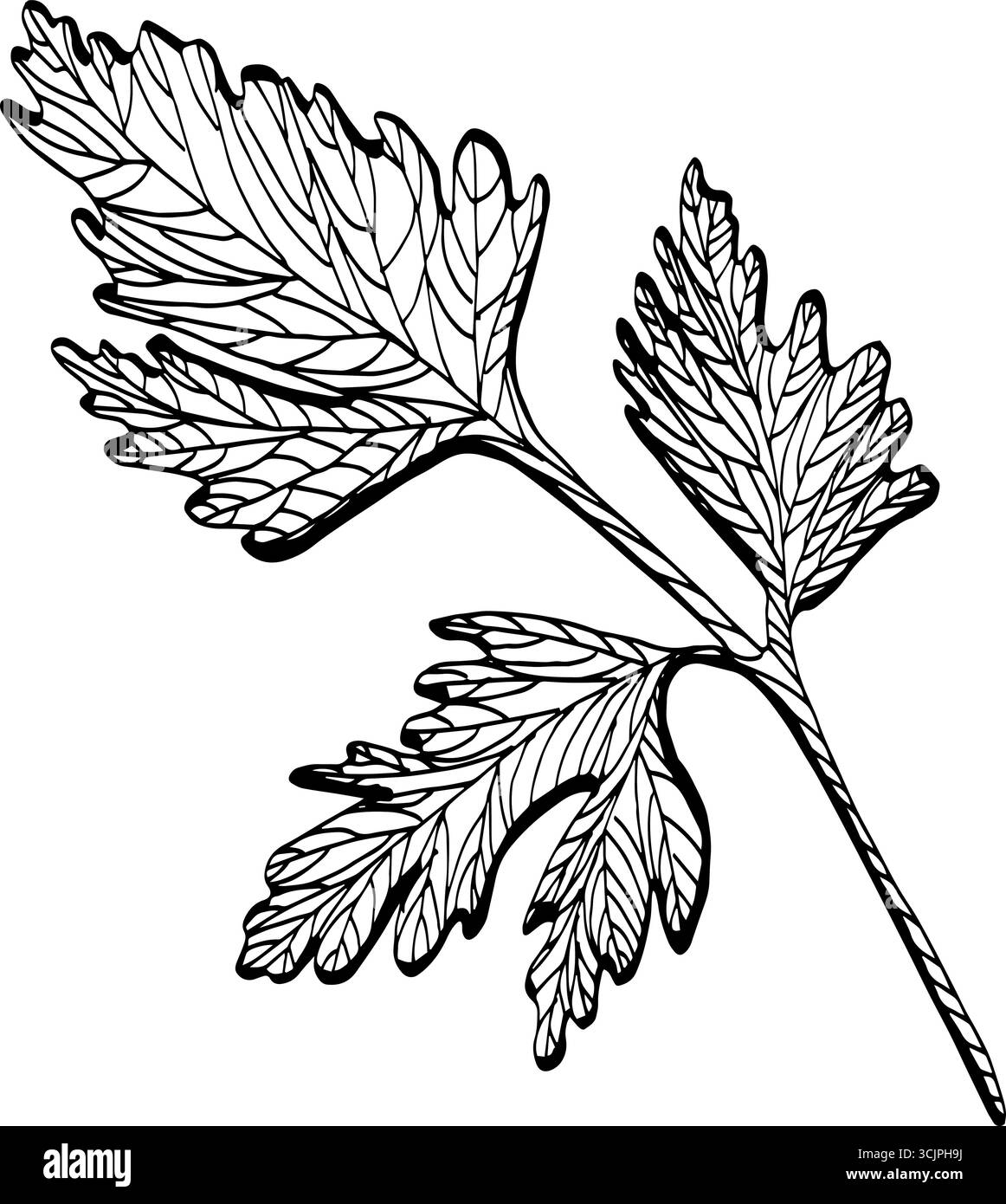 Fresh herbs on black Stock Vector Images - Alamy