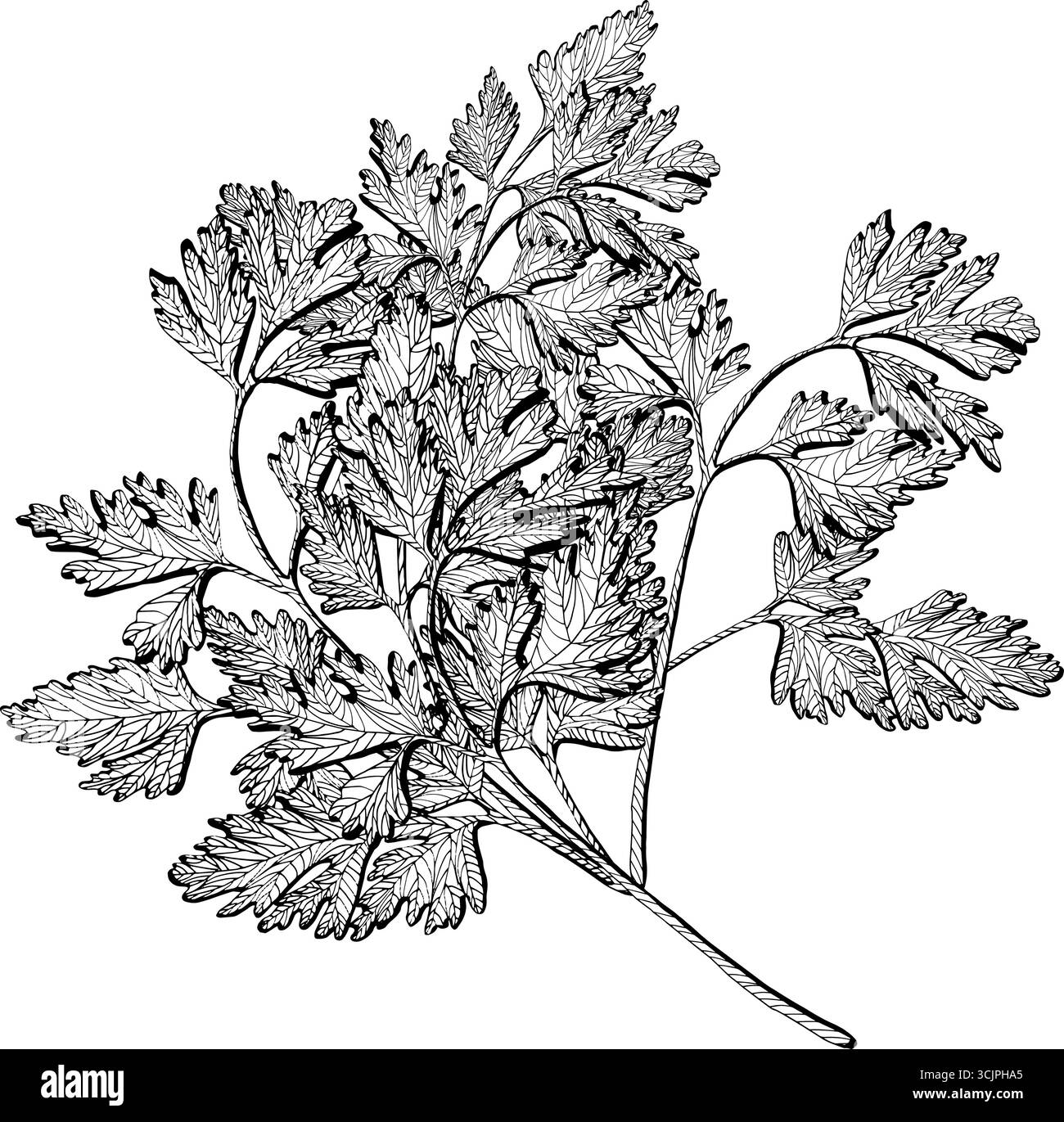 Black and white vector illustration of parsley isolated on white ...