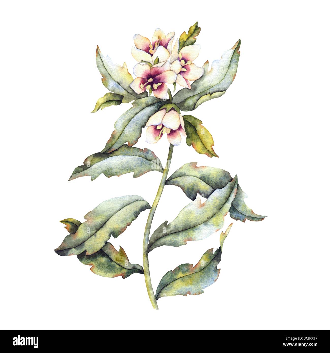 Watercolor illustration poisonous henbane plant with flowers and green ...