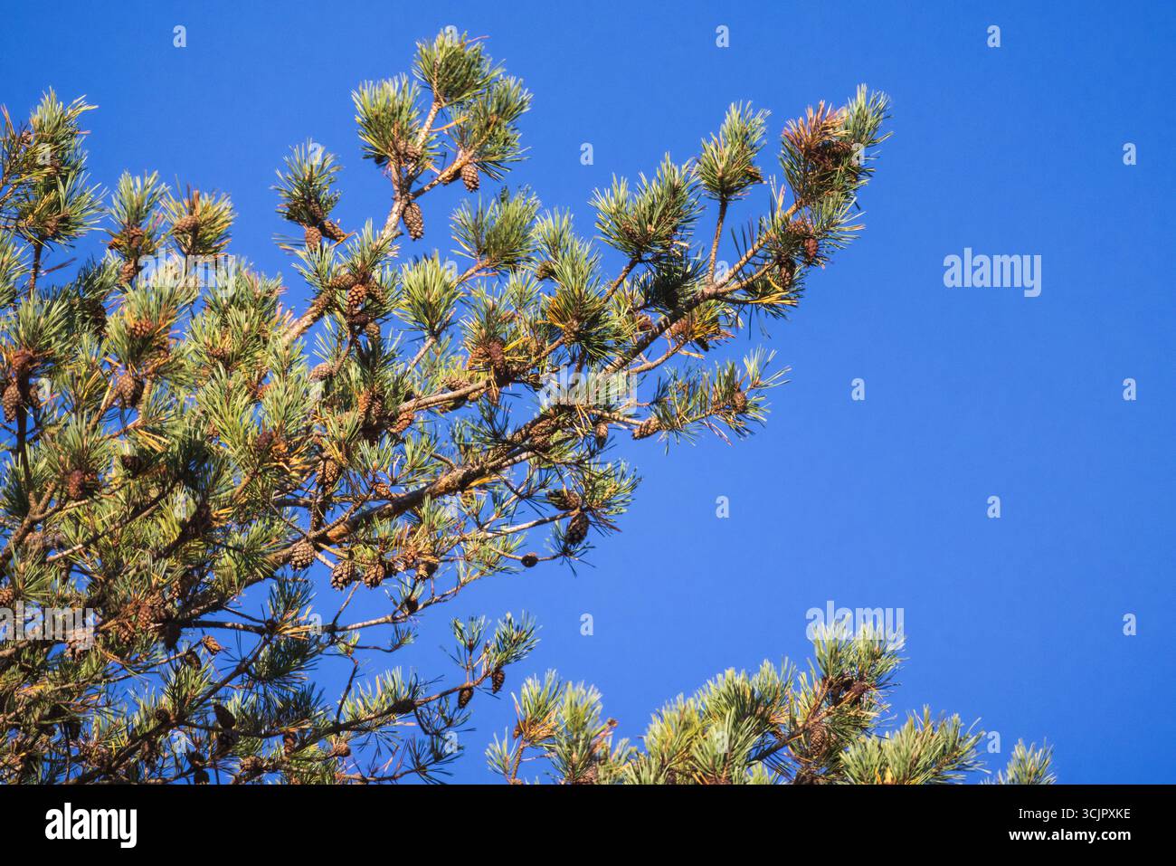 A lush pine tree branch stands prominently against a clear blue sky ...