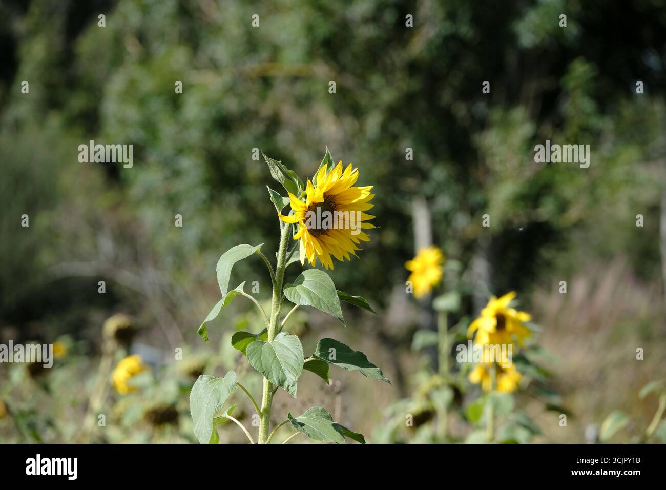 Sunflowers in early September sunshine in a field near to Bowden ...