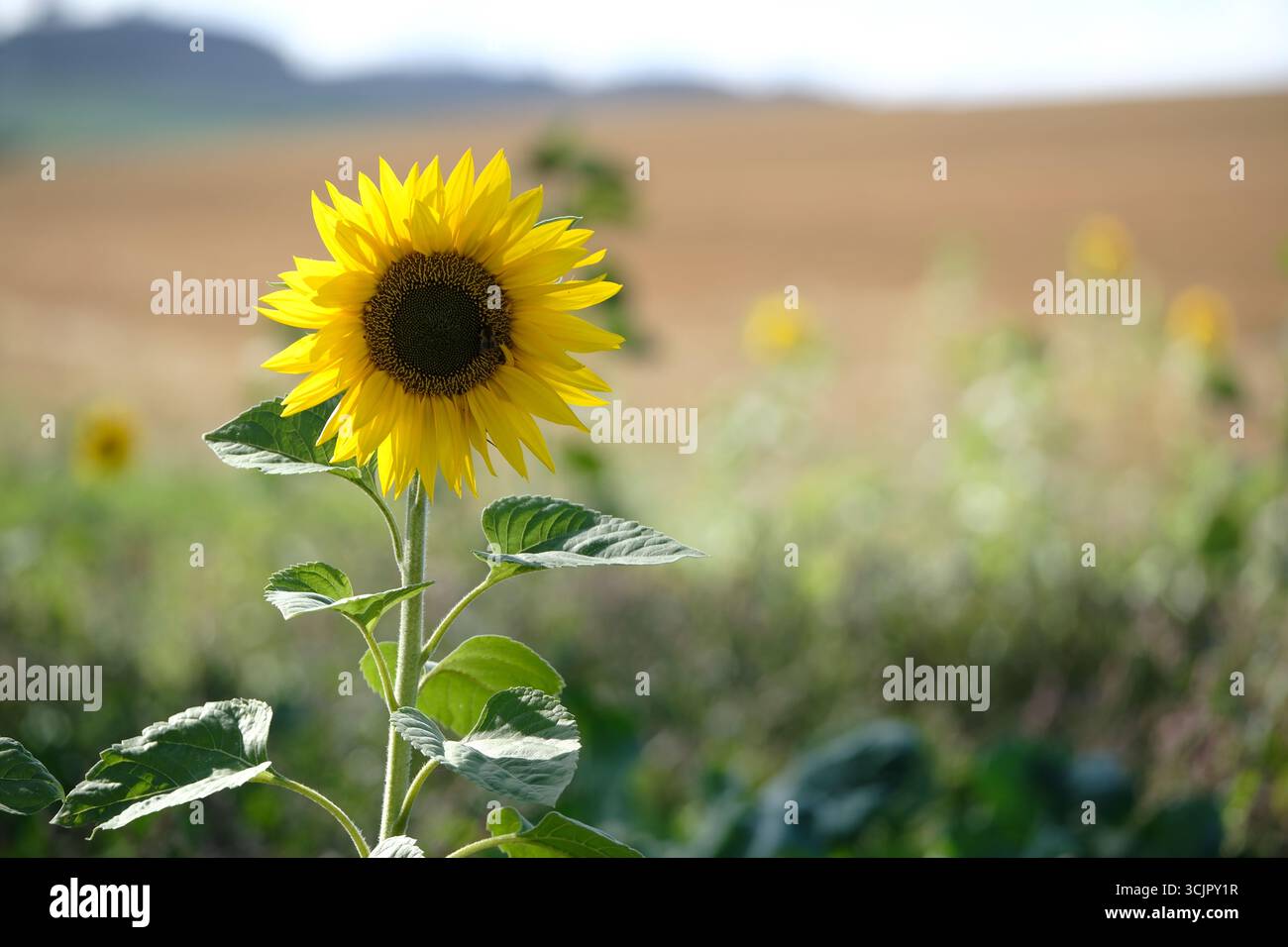 Sunflowers in early September sunshine in a field near to Bowden ...