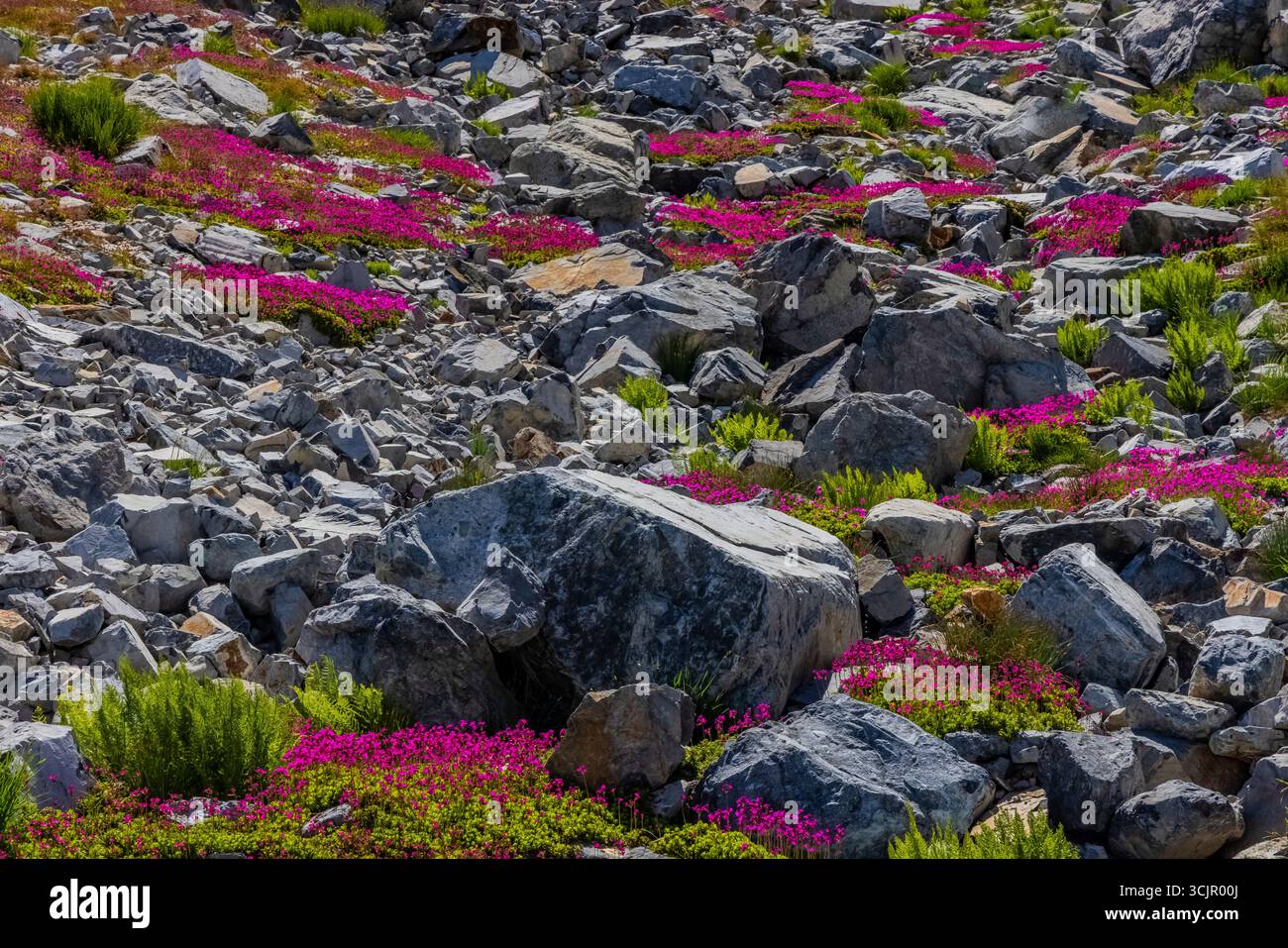 Sierra Primrose, Primula suffrutescens, in meadow below Mount Ritter ...