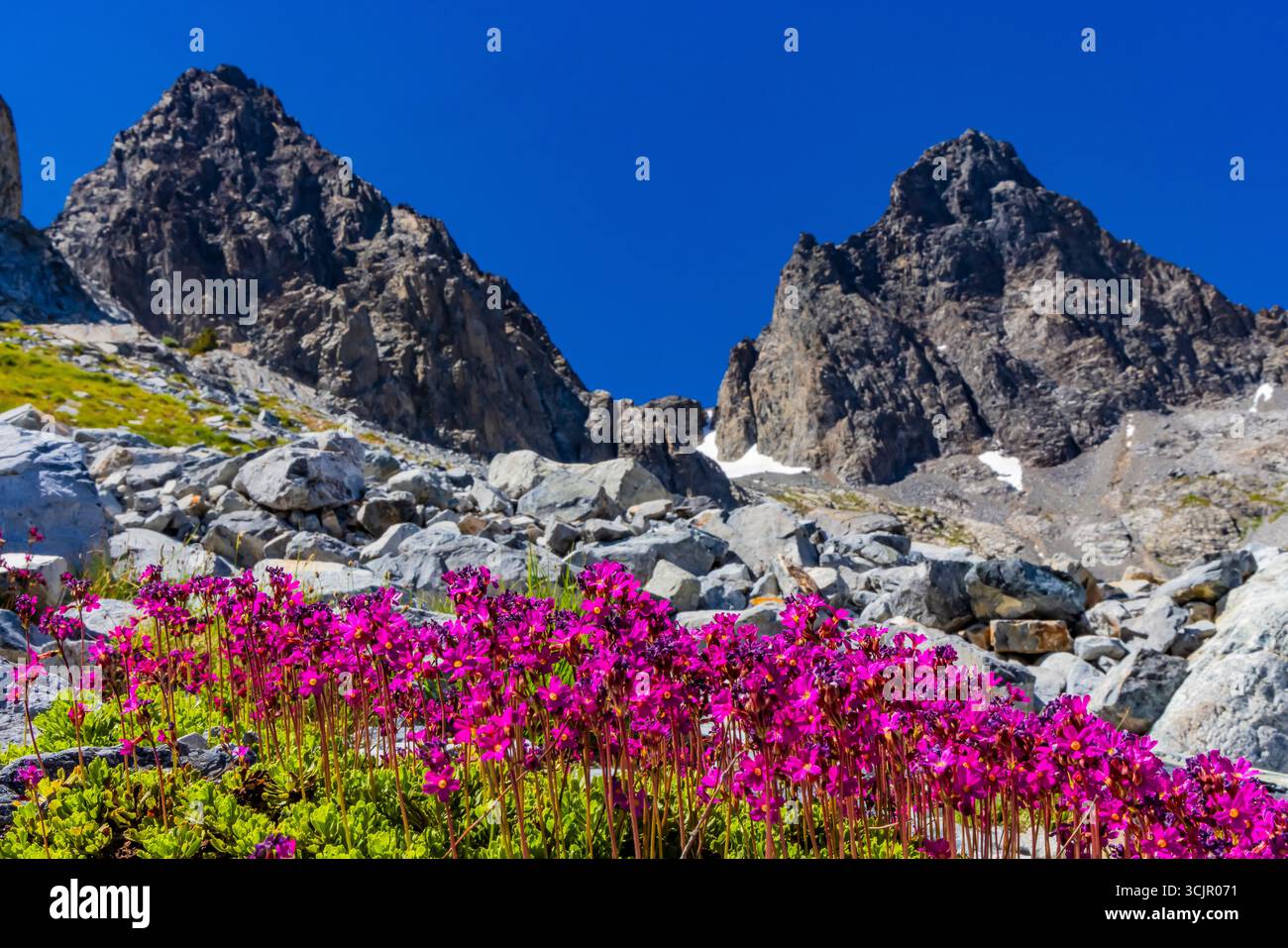 Sierra Primrose, Primula suffrutescens, in meadow below Mount Ritter ...
