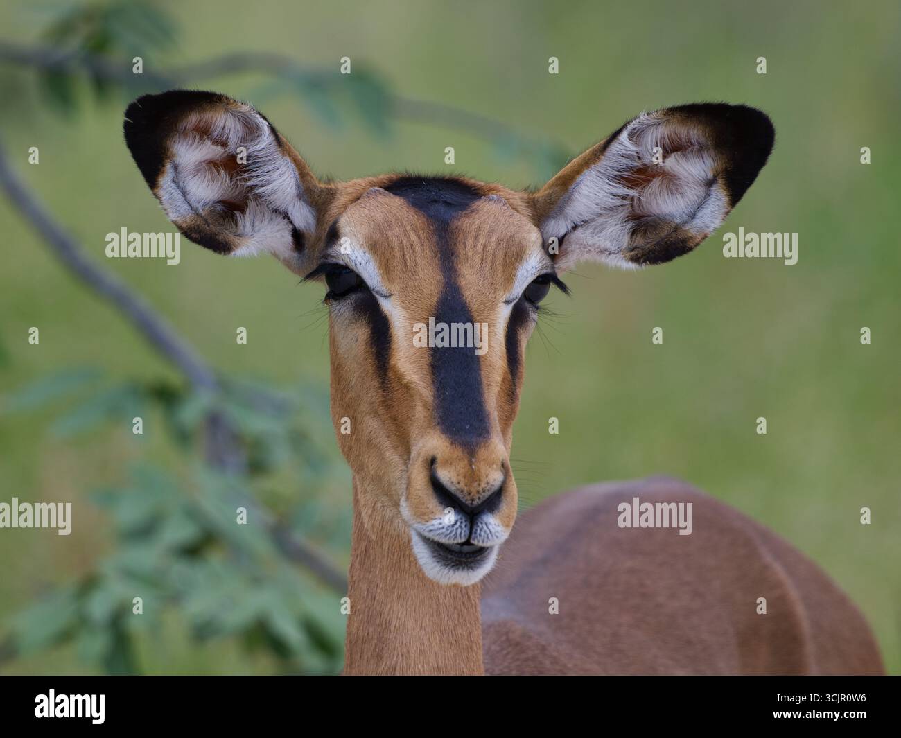 Close up image Black-Faced Impala in their natural environment of ...