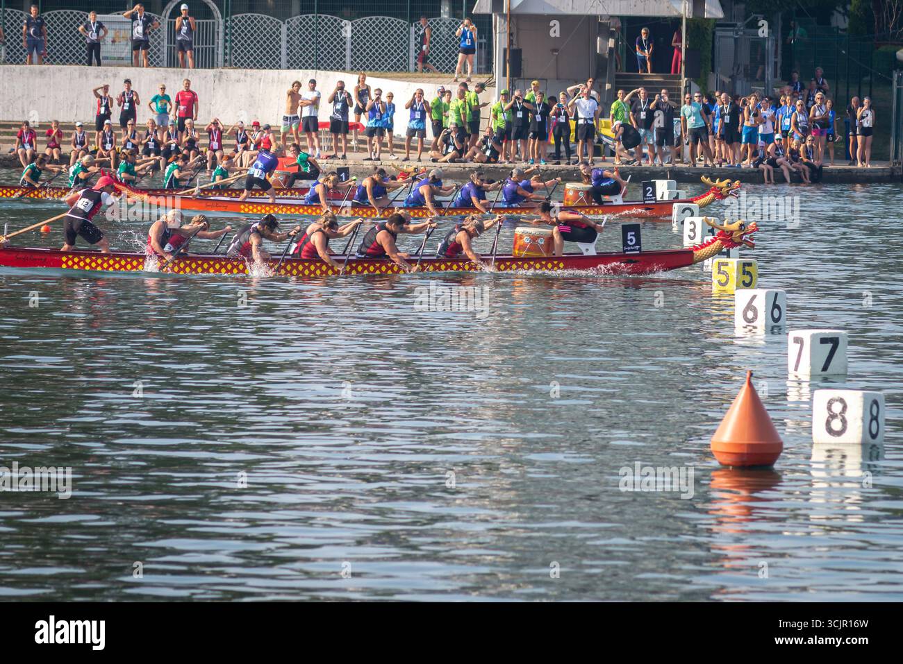 September 4, 2025, Belgrade Serbia, Dragon boat teams powerfully paddle ...