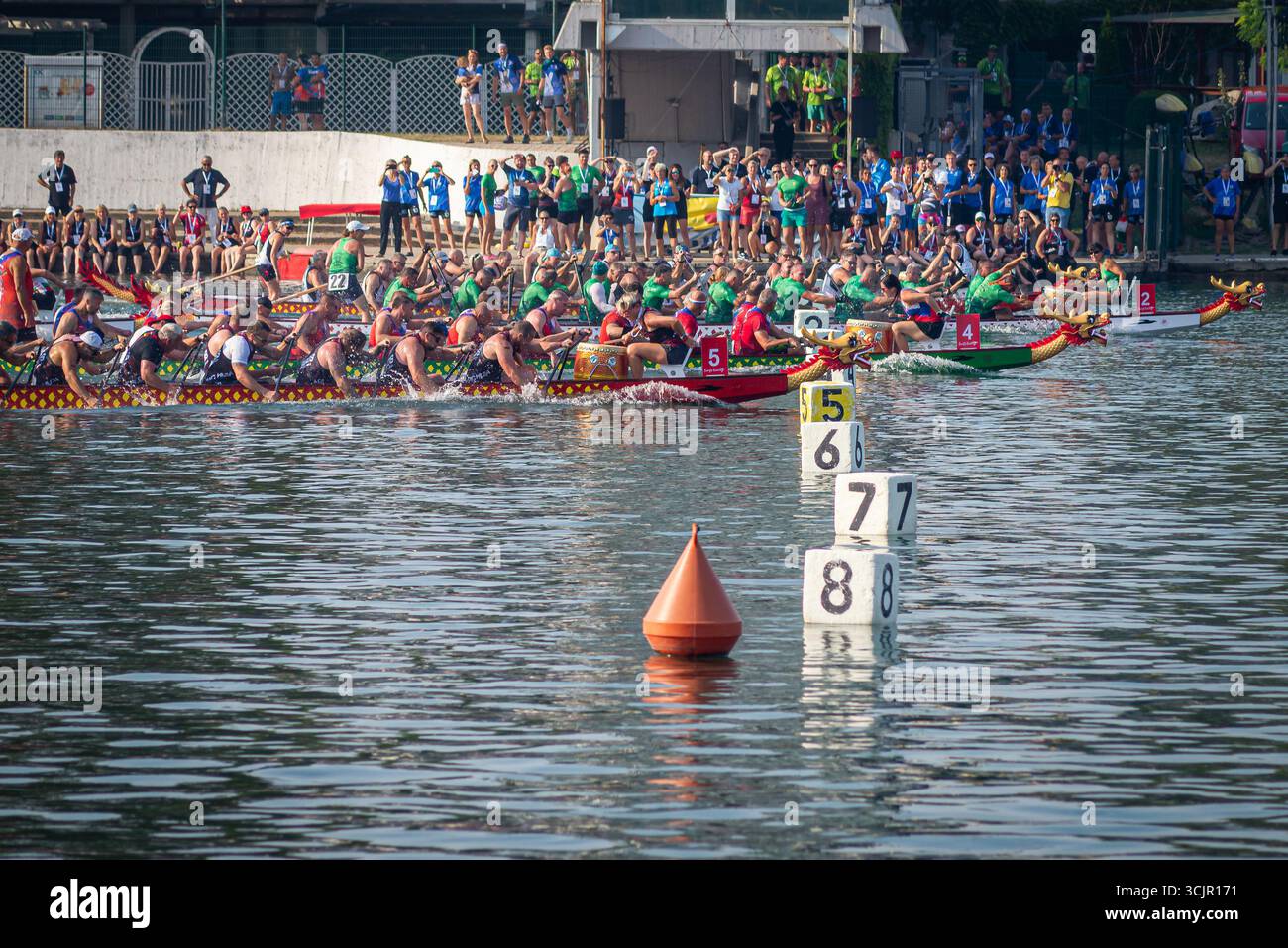 September 4, 2025, Belgrade Serbia, Dragon boat teams powerfully paddle ...