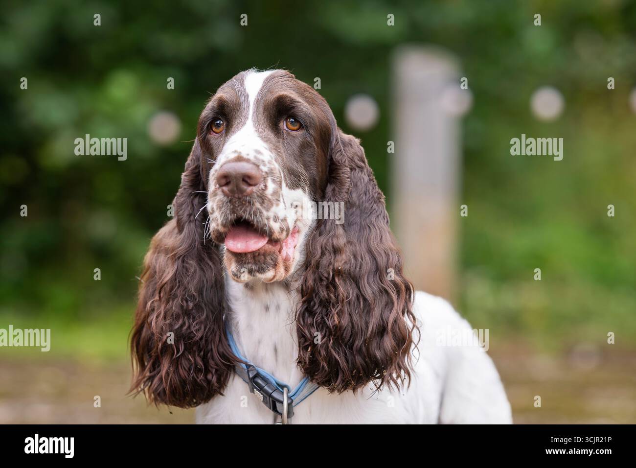 English Springer Spaniel dog head portrait. Portrait of a pure breed ...