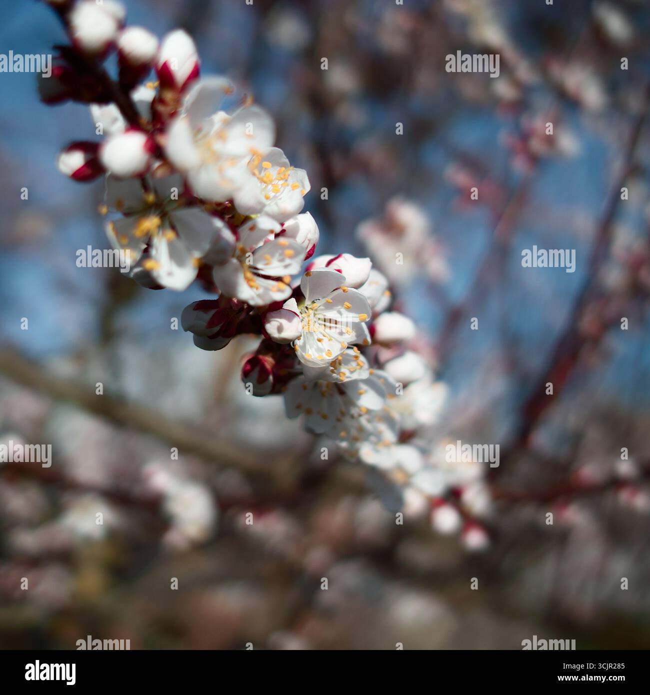 Hoa mai tree hi-res stock photography and images - Alamy