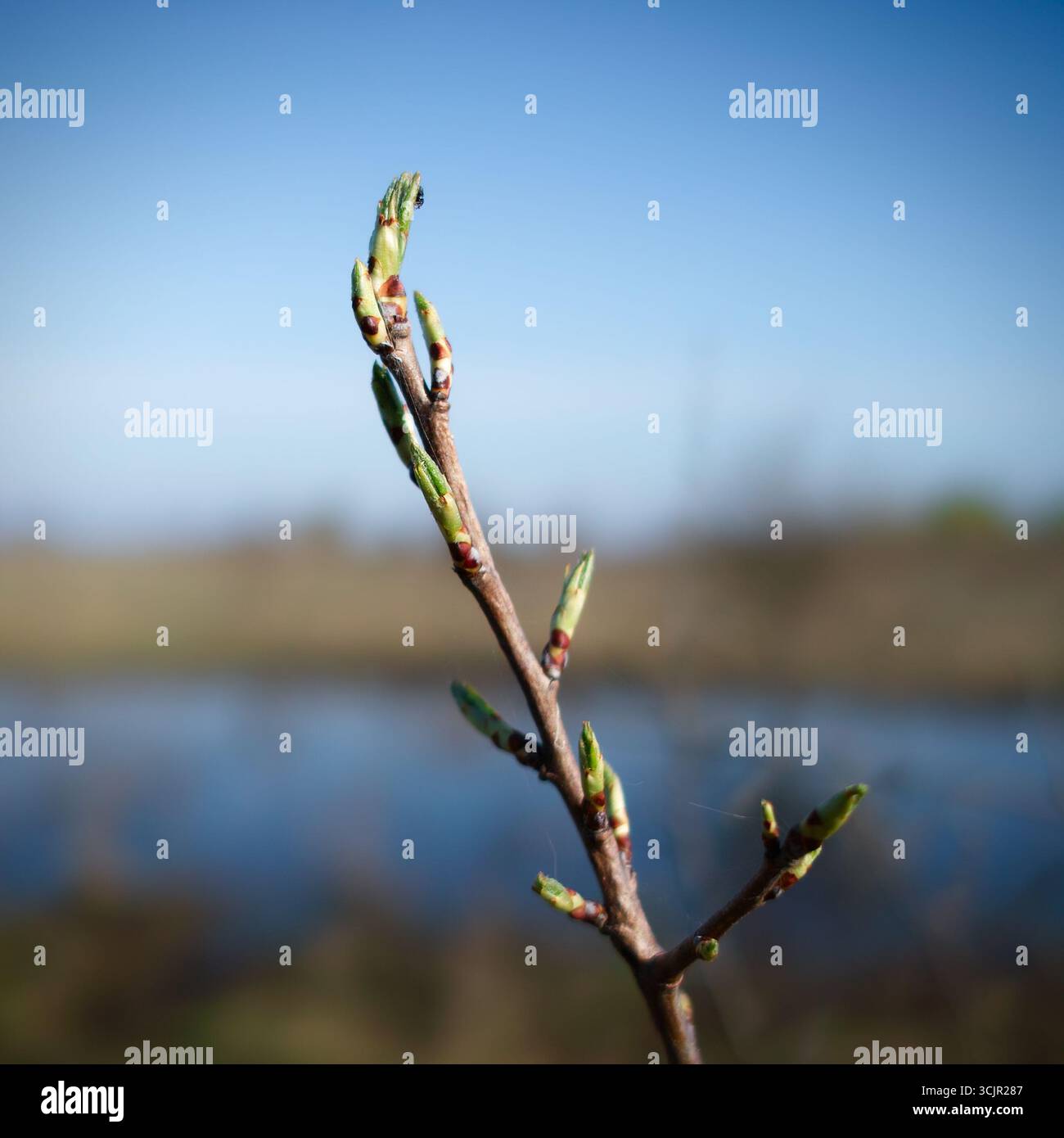 Young buds on pear hi-res stock photography and images - Alamy