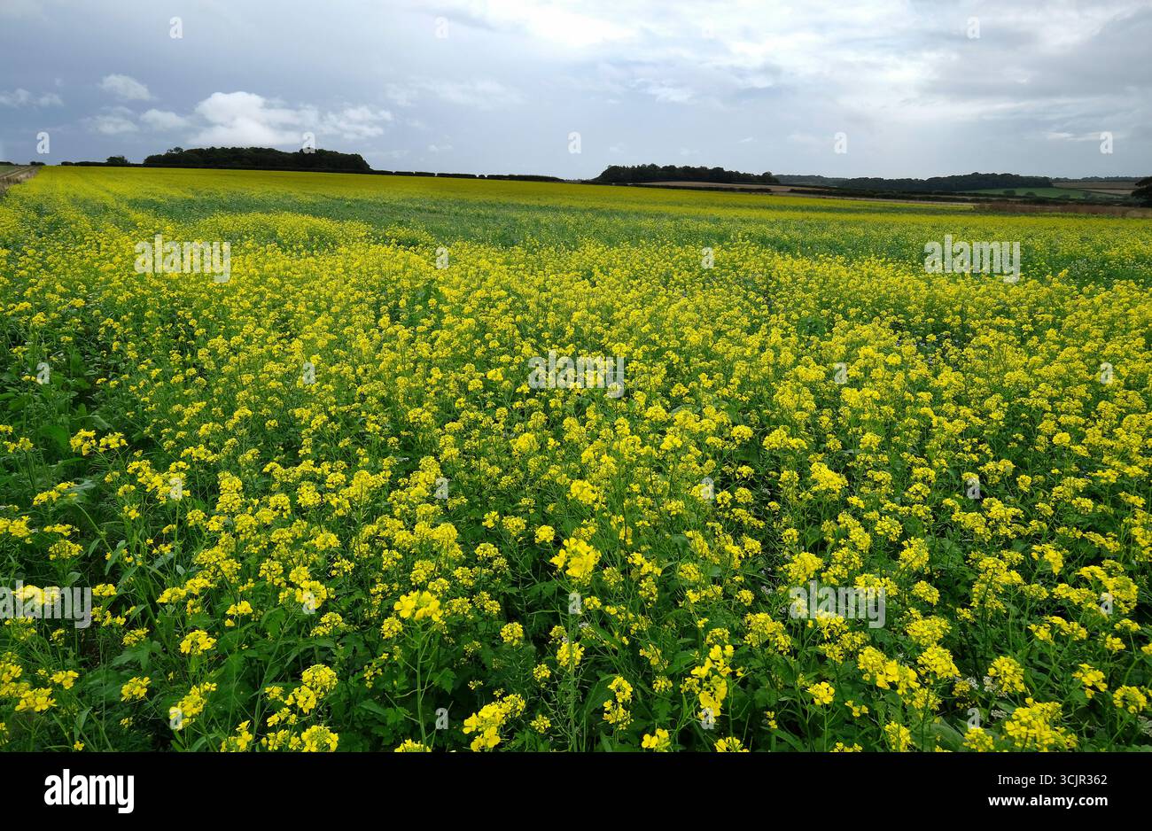 Mustard field norfolk hi-res stock photography and images - Alamy