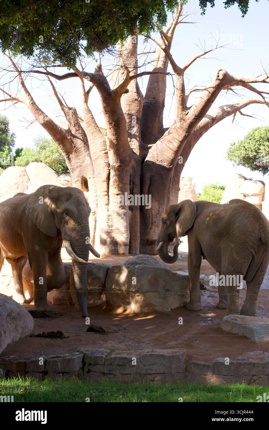 Baobab tree animals hi-res stock photography and images - Alamy