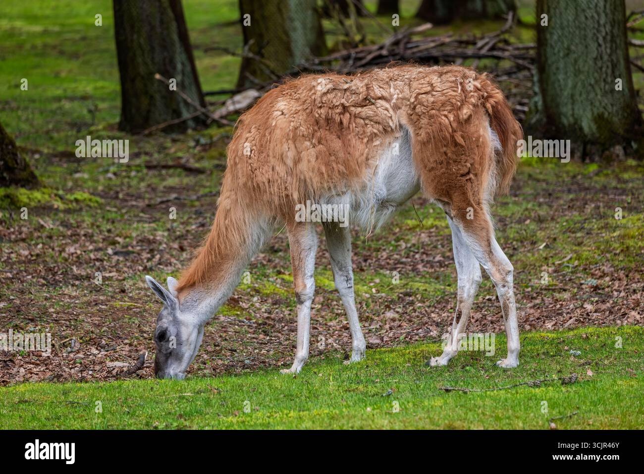 The guanaco (Lama guanicoe), camelid in the family Camelidae, native to ...