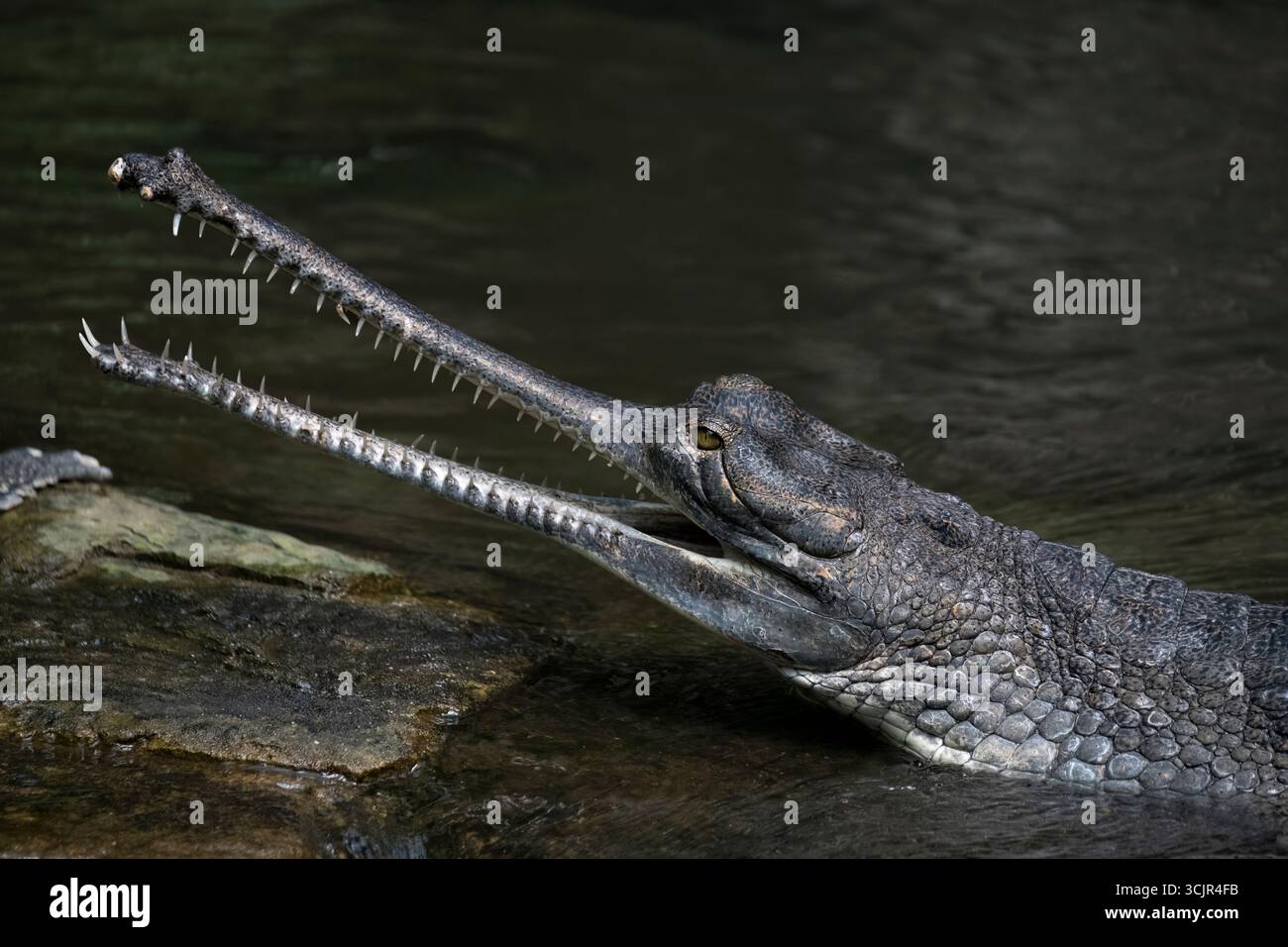 Indian gharial hi-res stock photography and images - Alamy